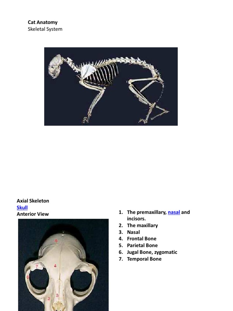 60294281-cat-skeletal-system