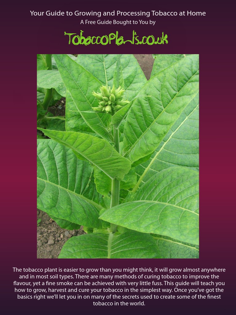 Your Guide To Growing and Processing Tobacco at Home | PDF | Tobacco ...