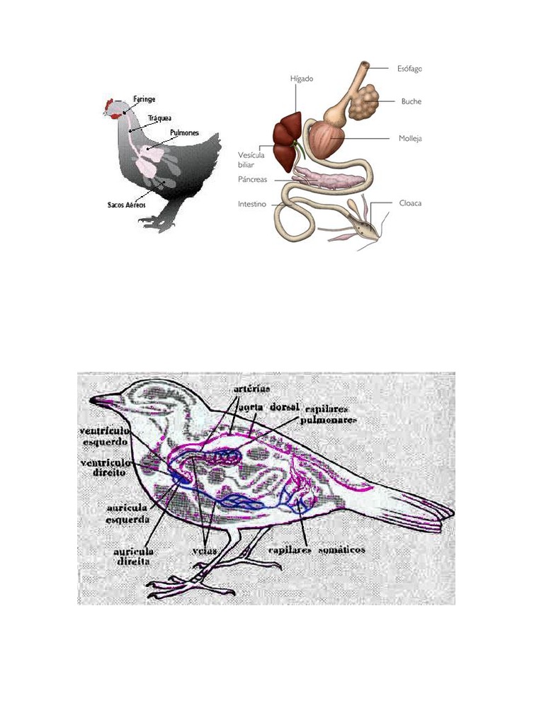 Anatomia de La Gallina | PDF