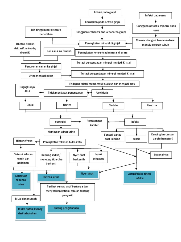 Pathway Urolitiasis | PDF