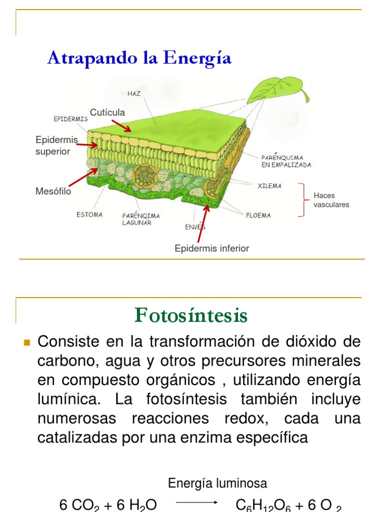 Respiracion Celular y Fotosíntesis 2013 | PDF | Fotosíntesis | Procesos ...