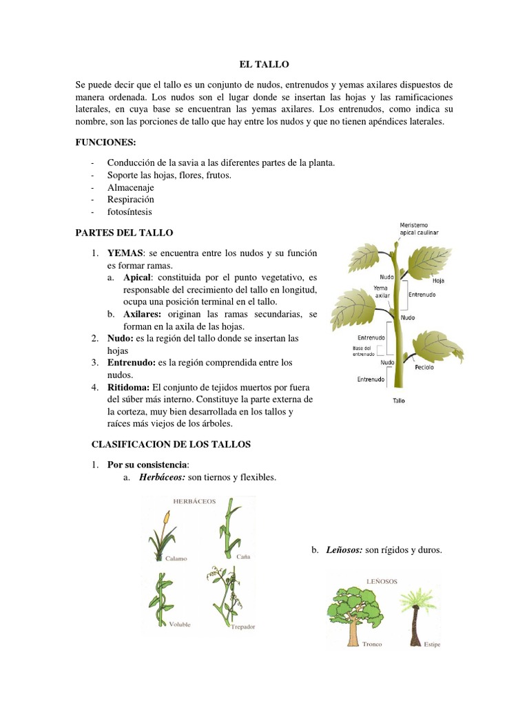 Estructura y Clasificación del Tallo | PDF | Tallo de la planta | Botánica
