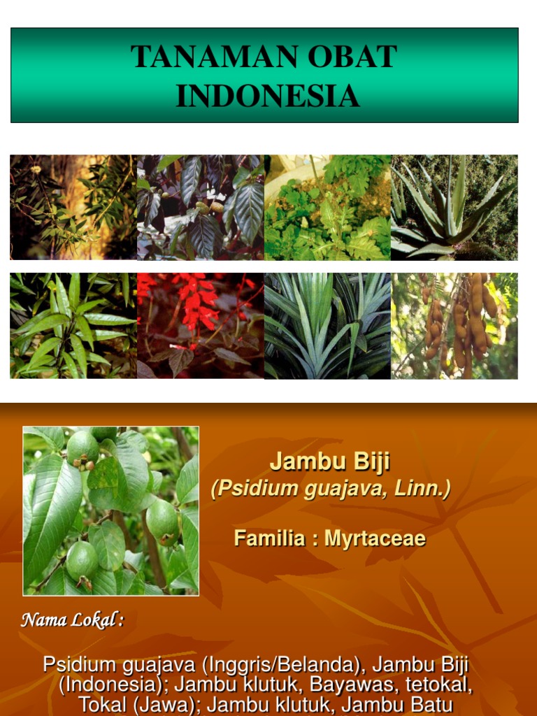 Tumbuhan Obat | PDF | Griya & Taman | Kesehatan Holistik