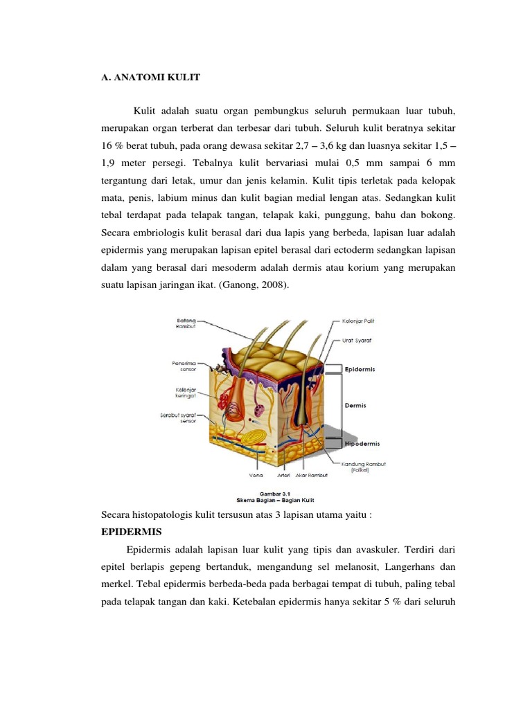 Anatomi Kulit | PDF