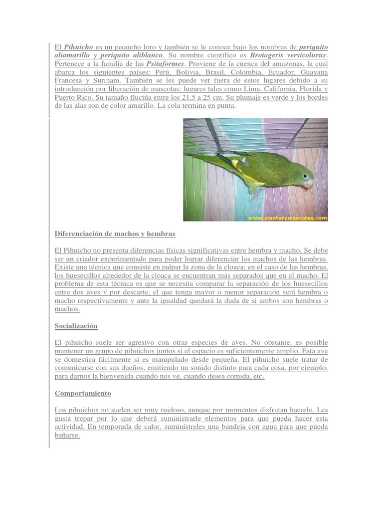 Guía sobre el Pihuicho: cuidados y características | PDF | Loro ...