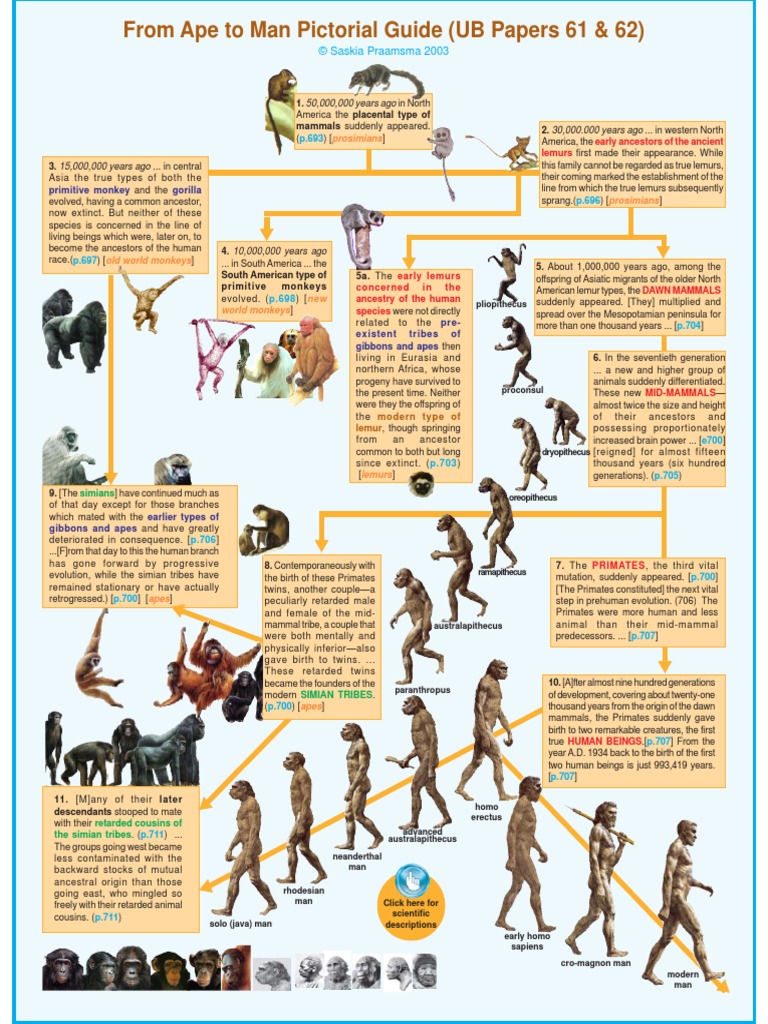 Primates Pictorial | PDF | Homo | Monkey