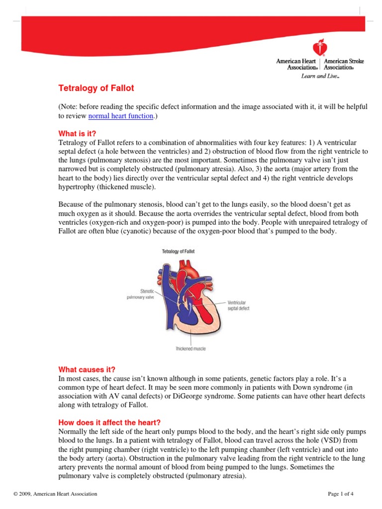 Tetralogy of Fallot: Normal Heart Function | PDF | Cardiology ...