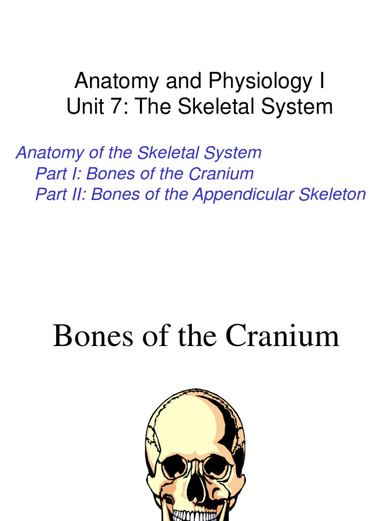 Anatomy of The Skeletal System | PDF