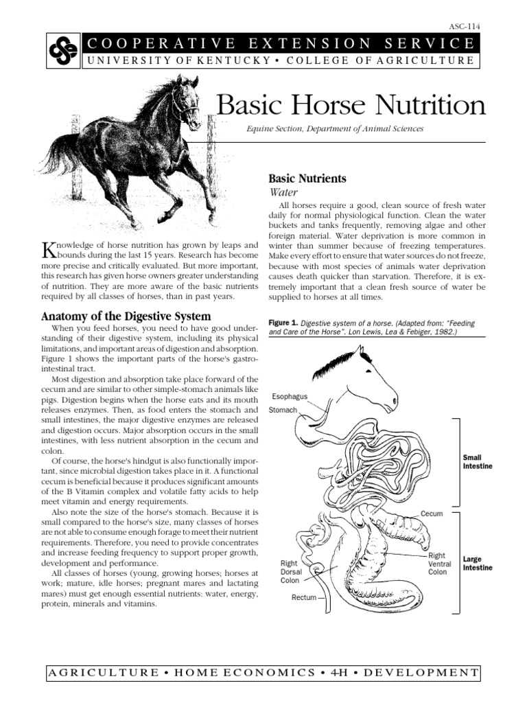 Equine Nutritional Requirements Guide | PDF | Technology & Engineering