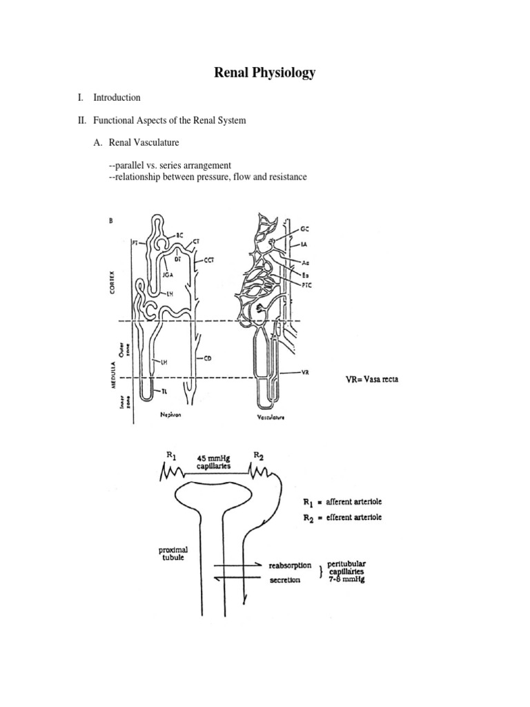 Renal Physiology | PDF | Renal Function | Kidney