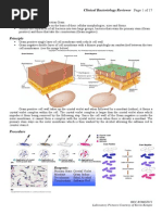 Bacterial ID Flowchart | PDF | Streptococcus | Staphylococcus
