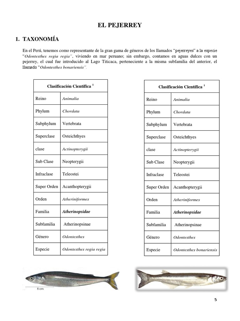 El Pejerrey | PDF | Naturaleza