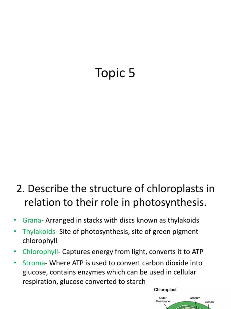 Edexcel Biology Unit 4 Model Answers | PDF | Photosynthesis | Messenger Rna Edexcel Biology Unit 4 Model Answers | PDF | Photosynthesis | Messenger Rna