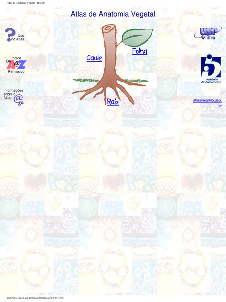 Atlas de Anatomia Vegetal - Ibusp | PDF | Raiz | Zoologia
