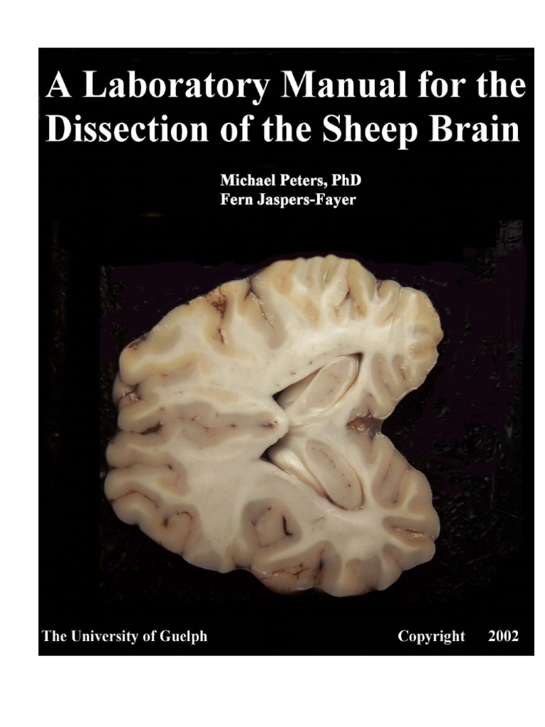 Lab Manual Sheep BrainWithDefinitions | Cerebellum | Cerebral Cortex