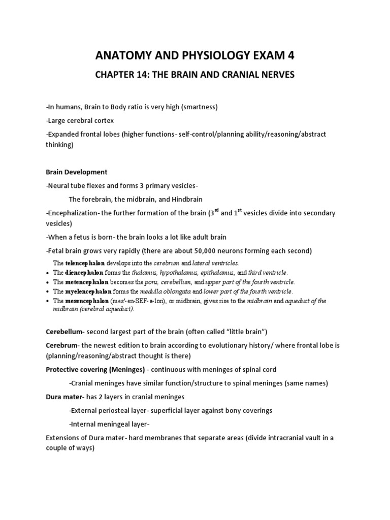 Anatomy and Physiology NOTES 4 | PDF | Stimulus (Physiology) | Olfaction