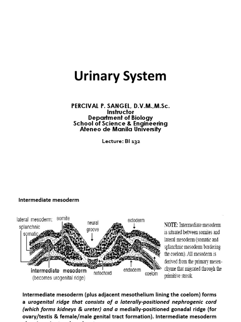 16 Urinary System | PDF | Kidney | Urinary System
