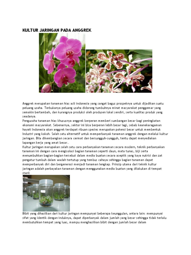 Kultur Jaringan Pada Anggrek | PDF