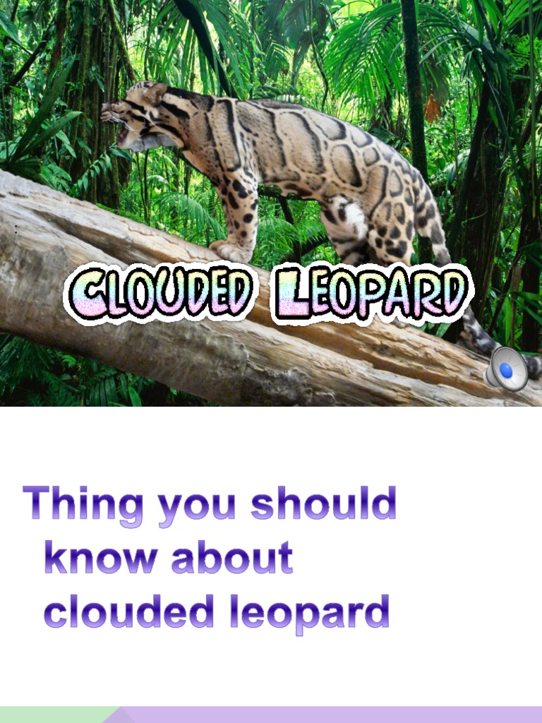 Clouded Leopard | PDF | Leopard | Zoo