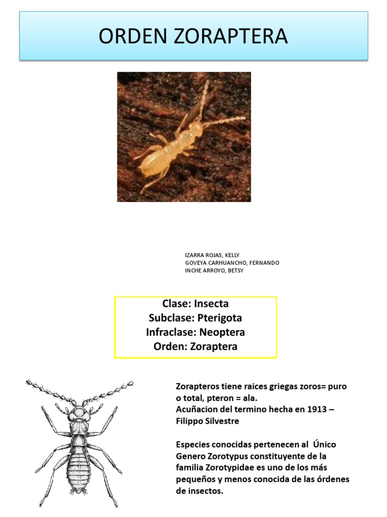 Expo Final Zoraptera | PDF | Insectos | Hexapoda