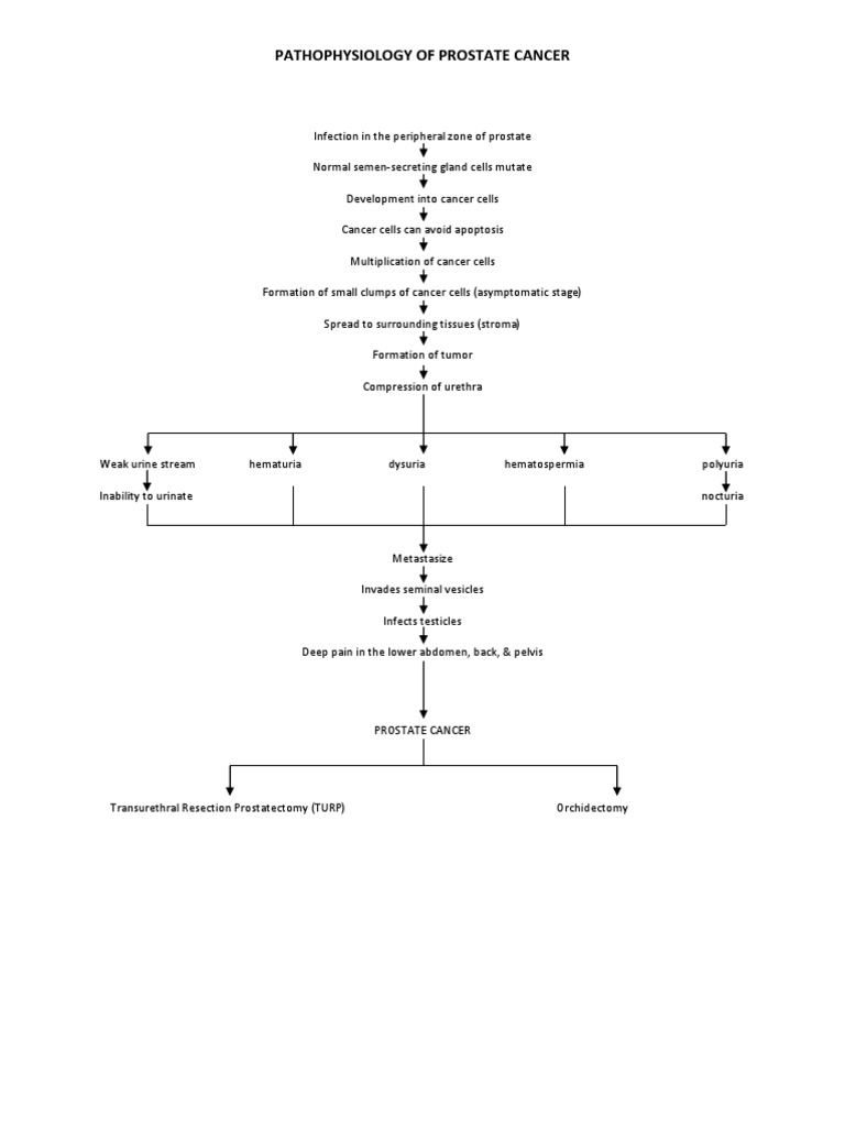 Pathophysiology Of Prostate Cancer Pdf Prostate Prostate Cancer