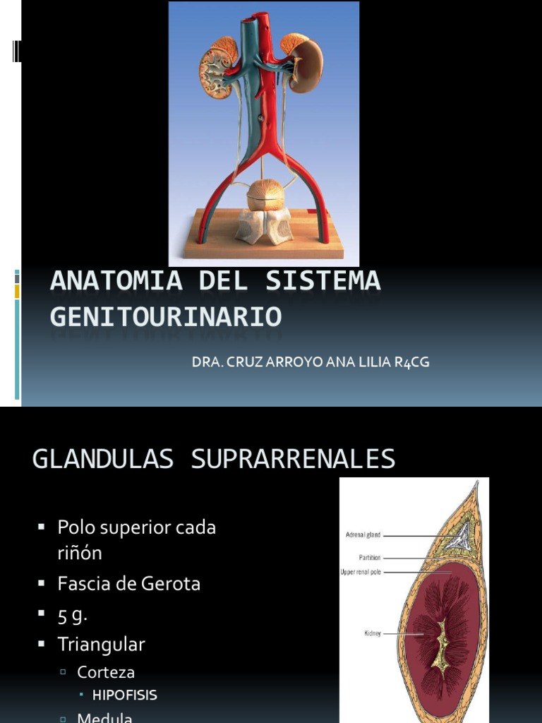 Anatomia Del Sistema Genitourinario | Riñón | Urología