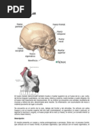 1 Region Superciliar | PDF | Cráneo | Anatomía humana