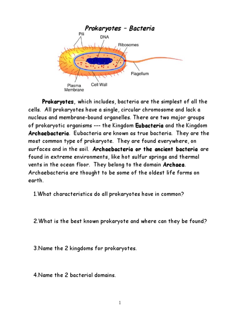 Prokaryote Coloring | PDF | Prokaryote | Bacteria