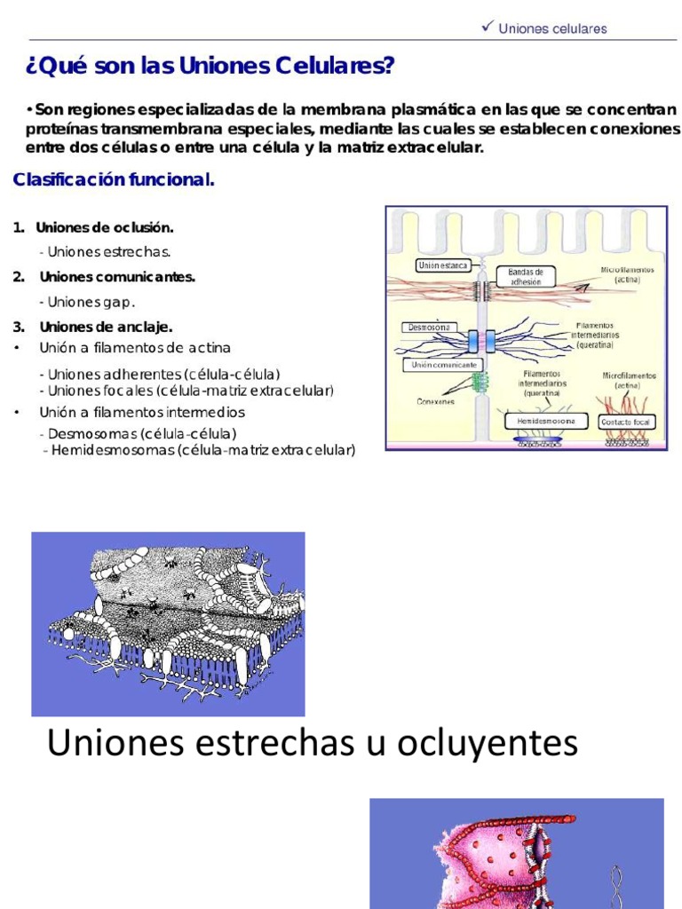 Uniones Ocluyentes | PDF | Membrana celular | Epitelio