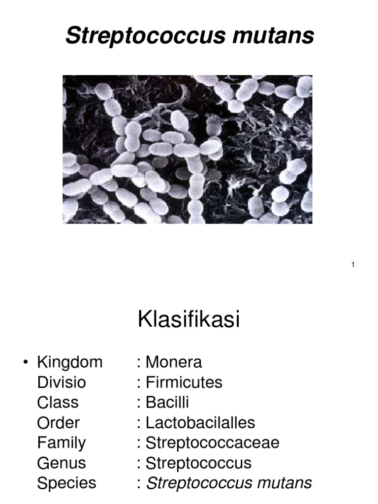 Streptococcus Mutans | PDF