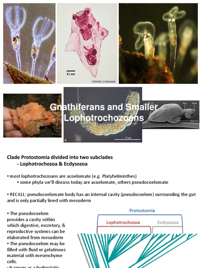 Gnathiferans and Smaller Lophotrochozoans | PDF | Protostomes | Zoology