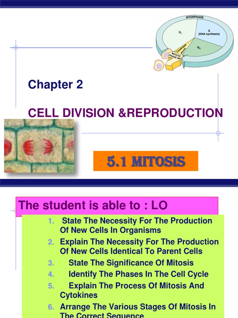 Understanding Mitosis and Cell Cycle | PDF | Mitosis | Chromosome