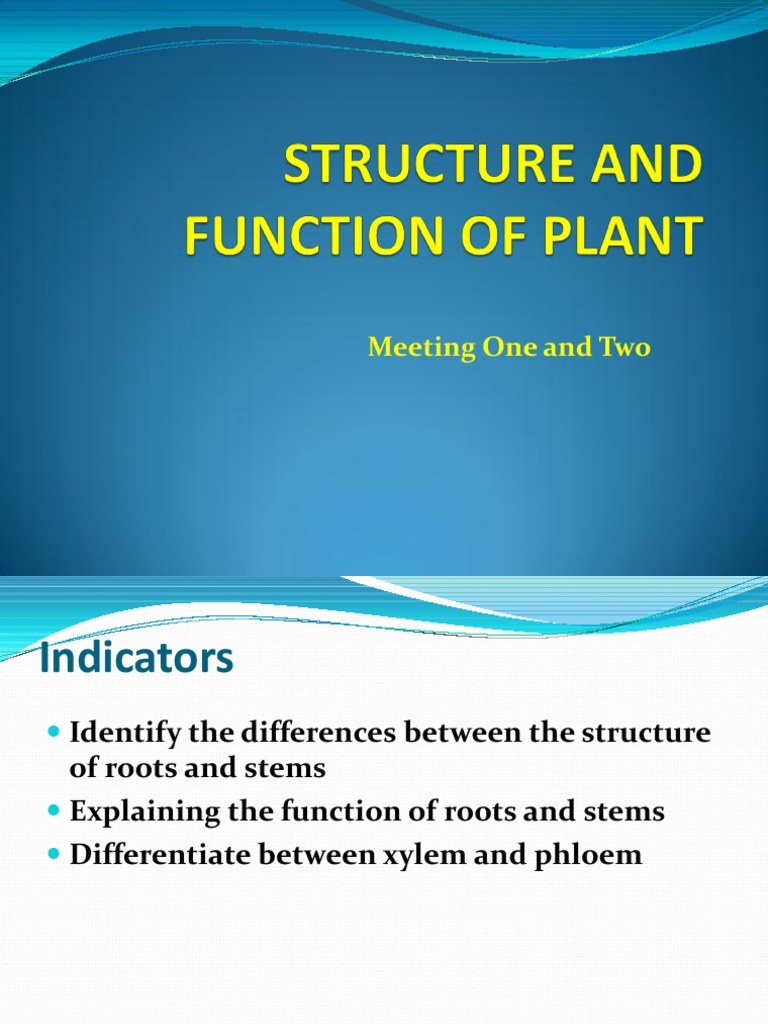 Structure and Function of Plant Tissue | PDF