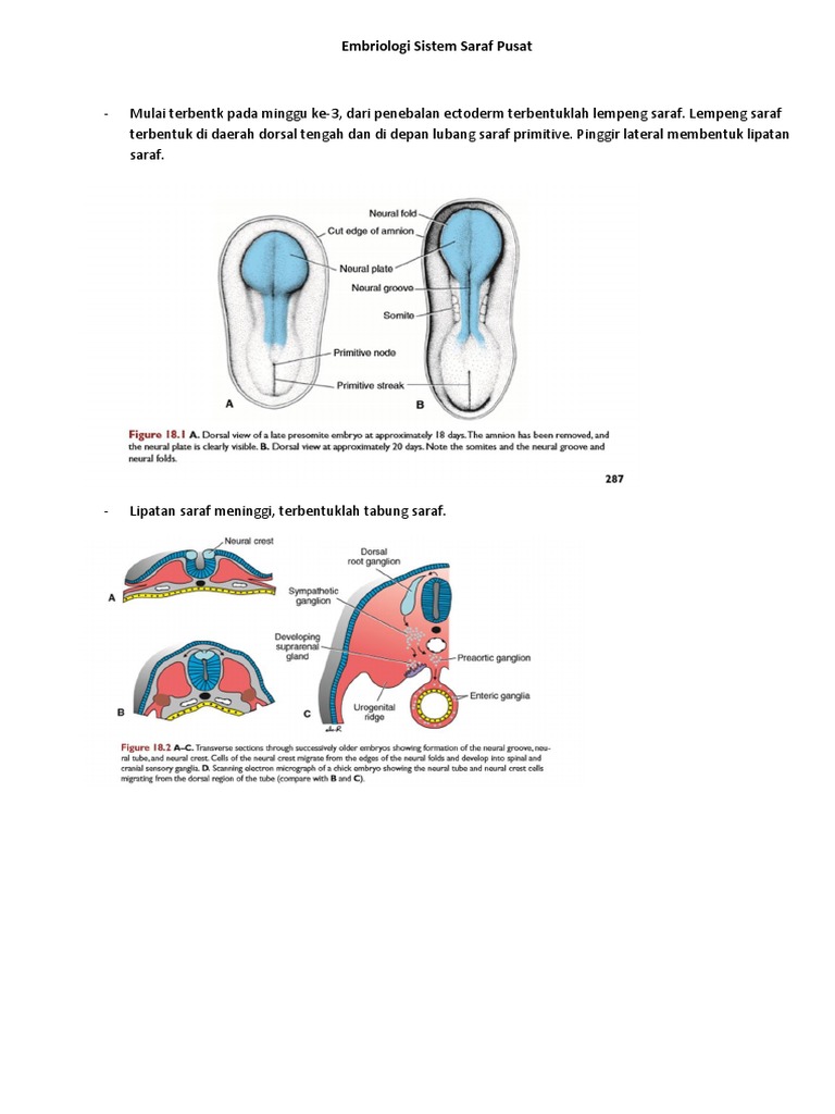 Embriologi Sistem Saraf Pusat | PDF | Griya & Taman