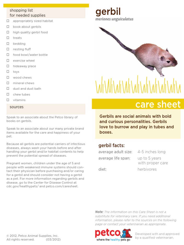 Gerbil | PDF | Foods | Animal Diseases