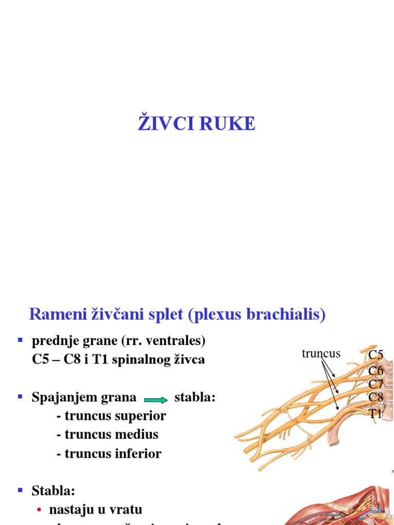 12-11M Zivci Ruke (Gornjeg Ekstremiteta) | PDF