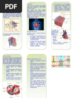 Triptico Del Sistema Excretor | PDF | Sistema urinario | Riñón