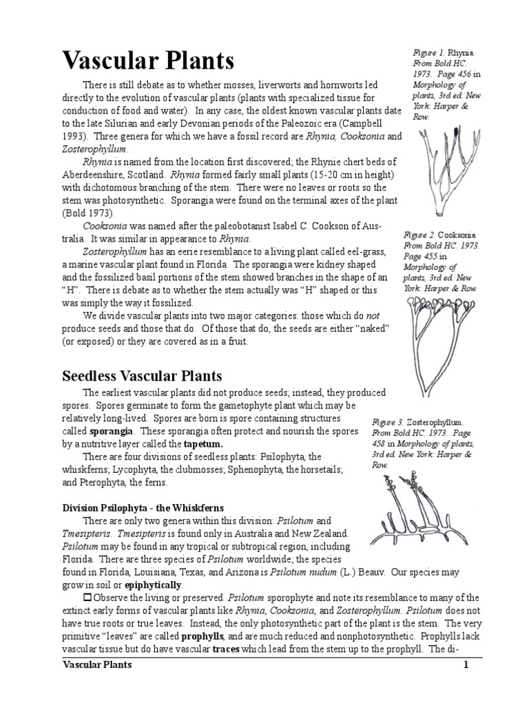 Vascular Plants | PDF | Flowers | Plant Stem