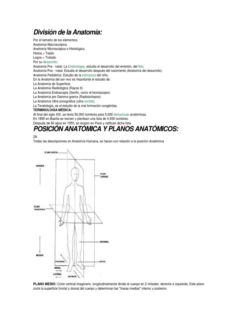 División de La Anatomía | PDF | Mano | Articulación