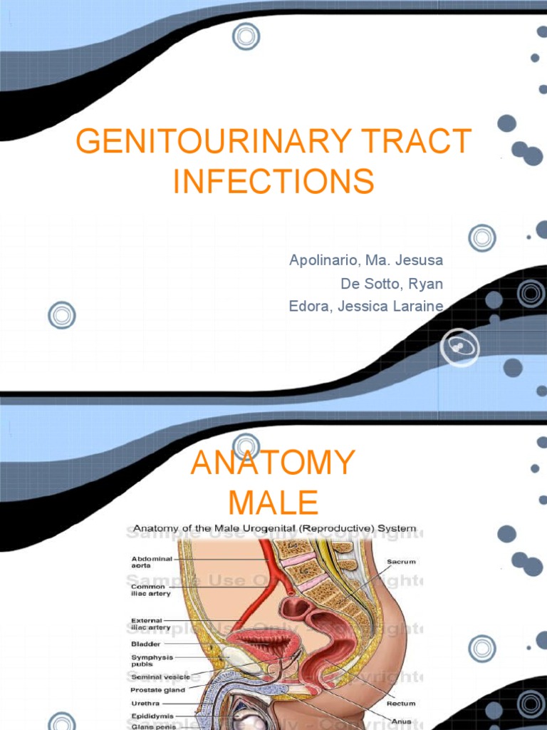 Genitourinary System | PDF | Urinary Tract Infection | Medical Specialties