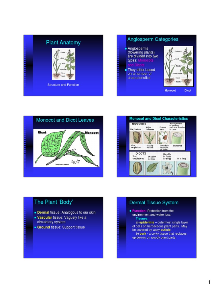 Plant Anatomy: Structure and Function | PDF