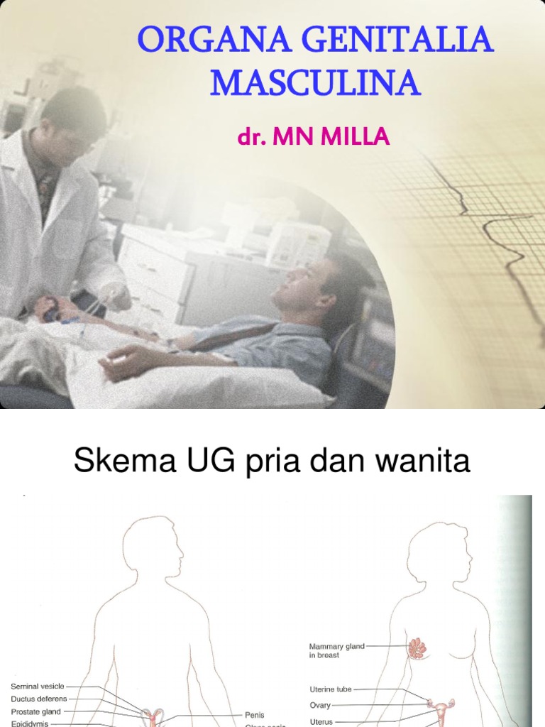 Struktur Organa Genitalia Masculina | PDF