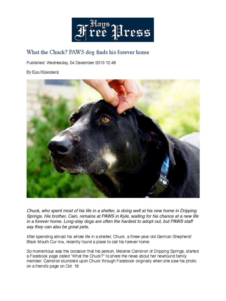 PAWS Stories | Download Free PDF | Dogs | Animals And Humans