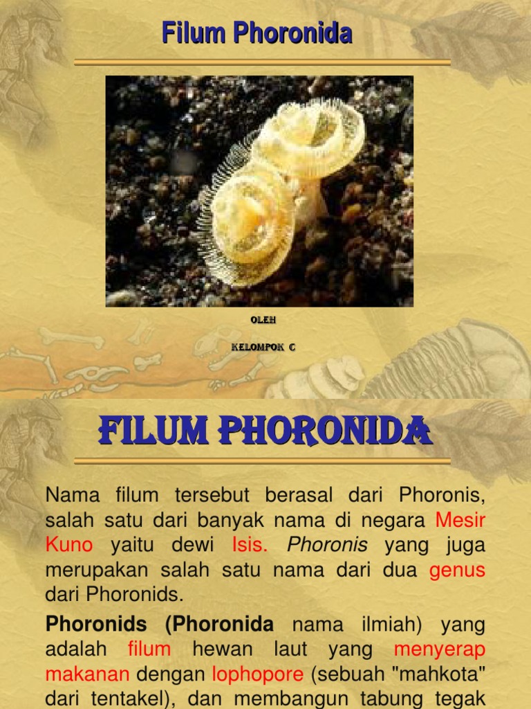 Phoronida | PDF