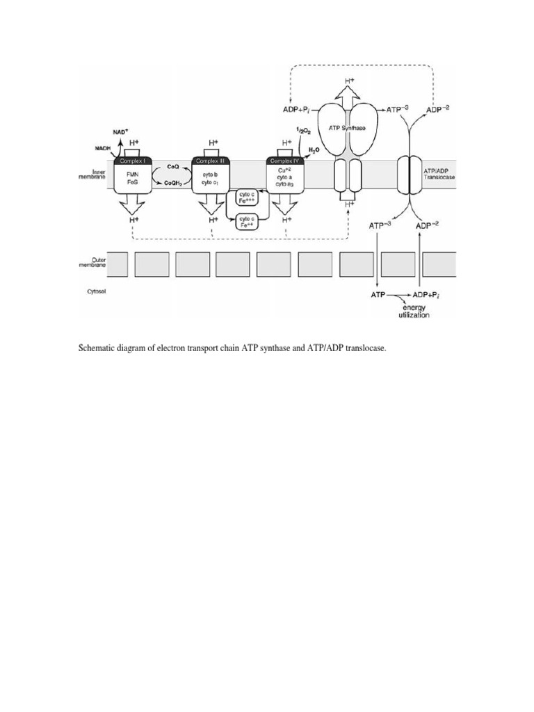 Schematic Diagram of Electron Transport Chain ATP Synthase and ATP/ADP ...