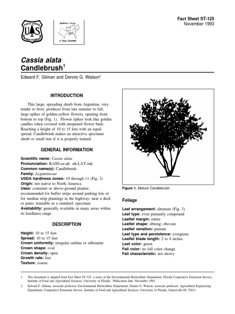 Akapulko Description | PDF | Pruning | Leaf