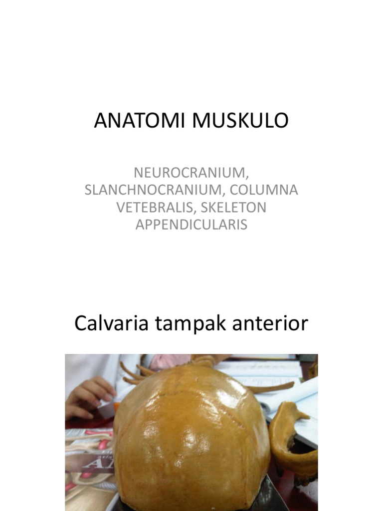 Anatomi Muskulo by Mutia | PDF