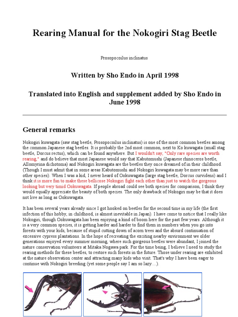 Rearing Manual For The Nokogiri Stag Beetle | PDF | Pupa | Nature