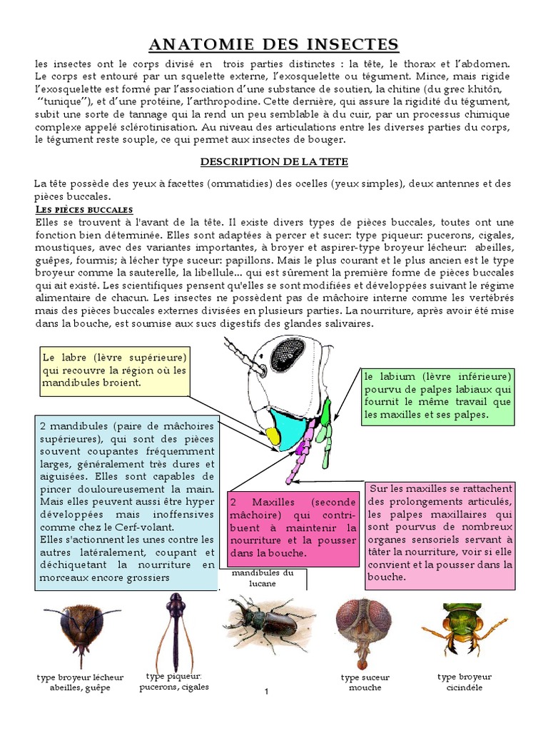 Anatomie Des Insectes | Insectes | Arthropodes