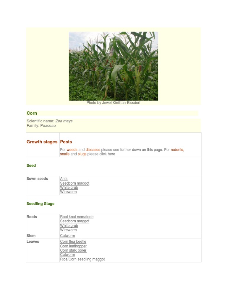 Corn Pests and Their Natural Enemies: A Guide to Integrated Pest ...